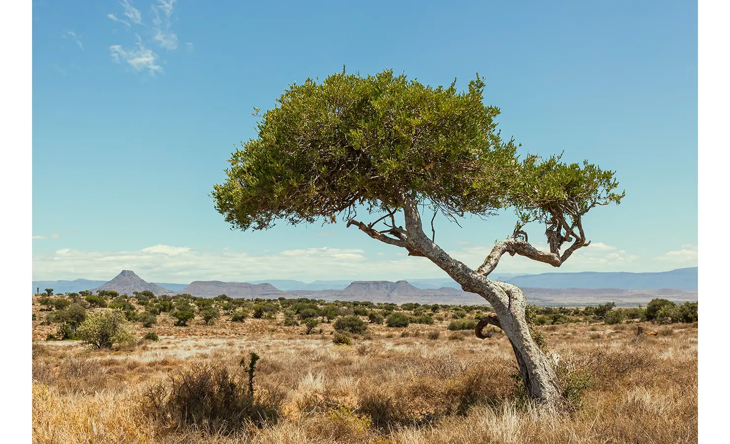 Shepherds Tree Lodge | Perfect Hideaways