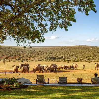 Addo Elephant National Park | Perfect Hideaways